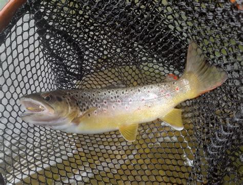 River Piddle Dorset