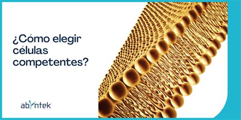 Cómo elegir células competentes ABYNTEK BIOPHARMA