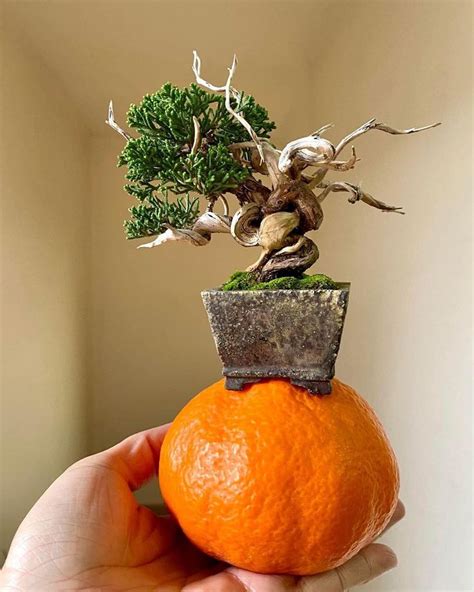 Mini Bonsai🍊 Del 1 Al 10 Que Puntaje Le Das Bonsai Jardin