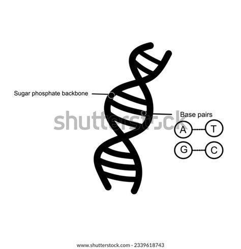 Phosphates Located On Backbone