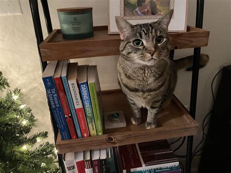 Standard Issue Holiday Bookend R Standardissuecat