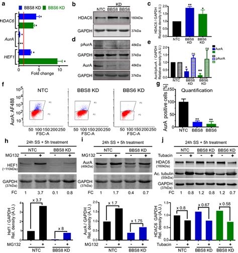 Bbs Proteins Regulate Key Mediators Of Cilia Disassembly Quantitative