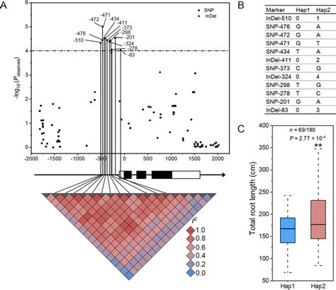 Association Analysis Of Zmnac087 Genetic Variations With Maize Total Download Scientific