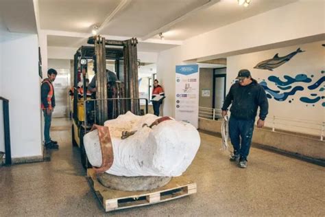 Encontraron Restos Fósiles De Un Perezoso Gigante De 50 Mil Años De