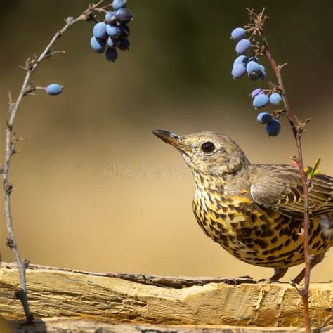 Mistle Thrush Bird Standing On Wood Willing To Eat From The Oregon