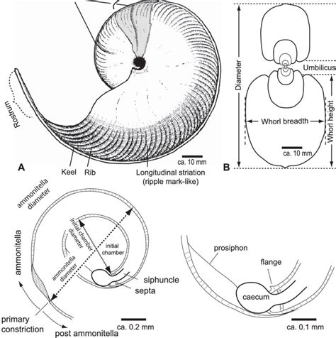 Schematic Illustrations Of Damesites Shells A Shell Ornamentation