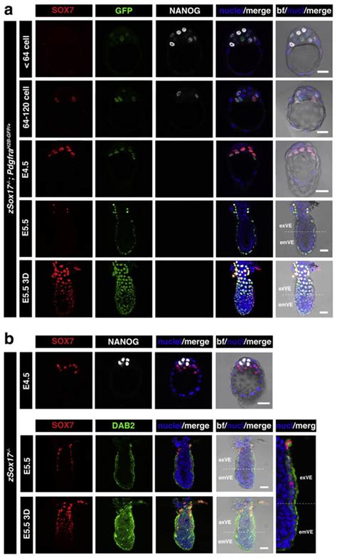 The Primitive Endoderm Lineage Of The Mouse Blastocyst Sequential Transcription Factor