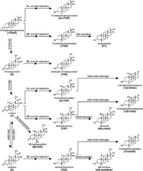 Schematic Overview Of The Pathways Linking Glucocorticoids And Their