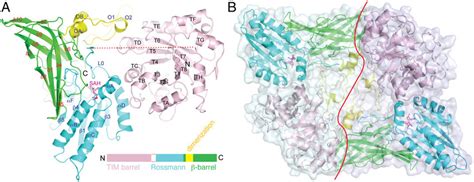 Overall Structure Of Prmt5 A A Ribbon Representation Of Prmt5 Download Scientific Diagram