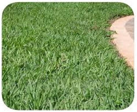 Grama Batatais Paspalum Notatum 20 Kg De Sementes