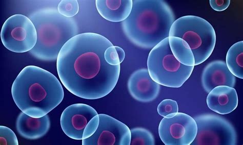 Why Native State Cells Are Needed To Uncover True Drug Targets Drug