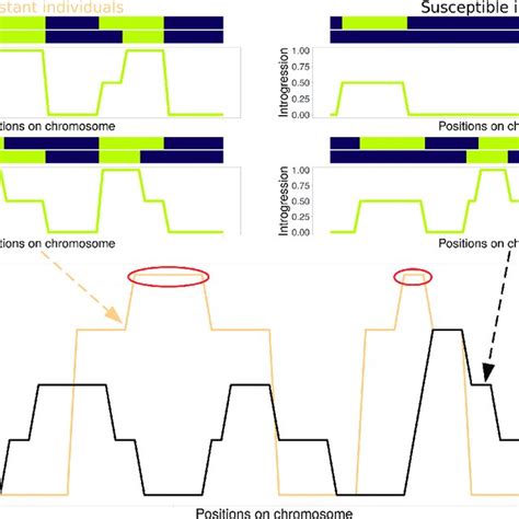 3 Application Of Introgression Detection And Admixture Mapping In Download Scientific Diagram
