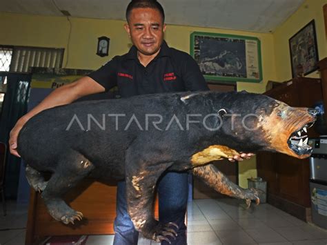 Awetan Beruang Madu Rampasan Negara Antara Foto