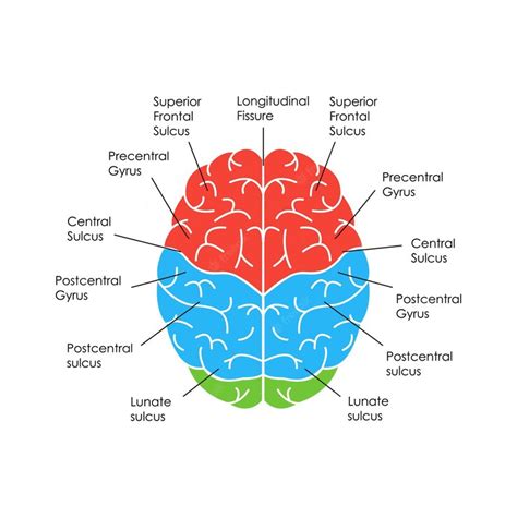 Vecteur Daffiche De Carte Danatomie Du Cerveau Humain Vecteur Premium
