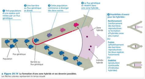 Chapitre 7 Variation Géographique Et Spéciation Flashcards Quizlet