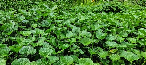W Krotka Azjatycka Gotu Kola Centella Asiatica Ogrodniczyraj Pl