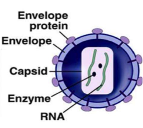 Inflame 23 Basic Virology I And Ii Flashcards Quizlet