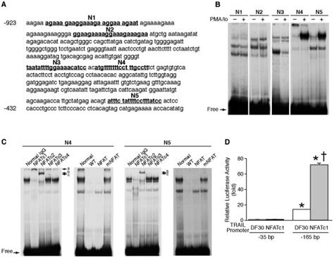 A Nucleotide Sequences Of The Putative Nfat Binding Sites In The