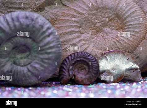 Ammonite Is A Fossil Of A Squid Photographed In Close Up In The Studio