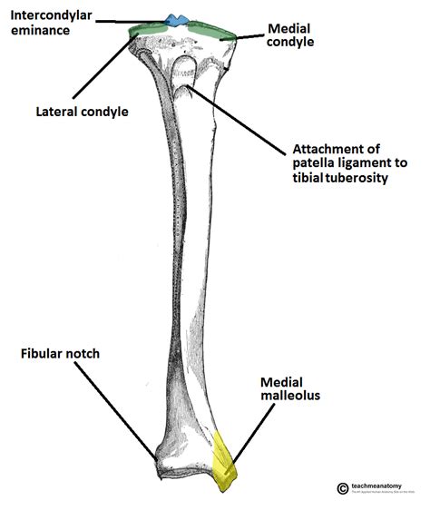 Tibial Anatomy