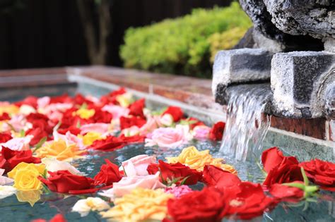 富士眺望の湯ゆらりで「バラの湯」 露天風呂の日に合わせ 富士山経済新聞