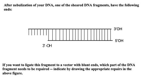 Solved After Nebulization Of Your Dna One Of The Sheared