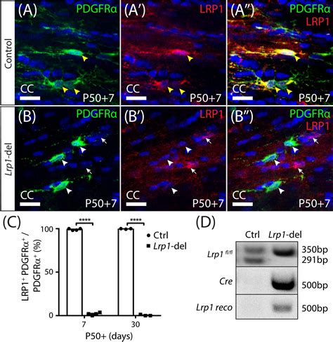 Tracer Penetration Was Quantified Using Nih