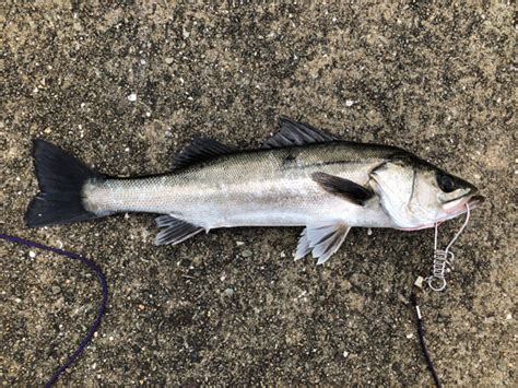 超リアル エビ撒きで良型ハネ♪ フィッシングマックス 関西の釣果大阪･神戸･和歌山の釣果情報