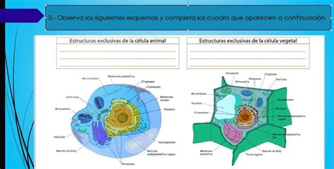 SOLVED Ayuda Plss Doy 5 Coronitas ES PARA HOYYYY 3 Observa Los