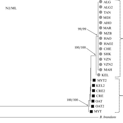 H Trunculus Tree Obtained From The Concatenated Dataset Nd2 Its2