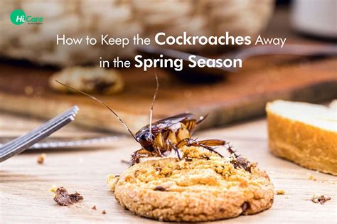 How To Keep Cockroaches Away From Home In Spring Season Hicare