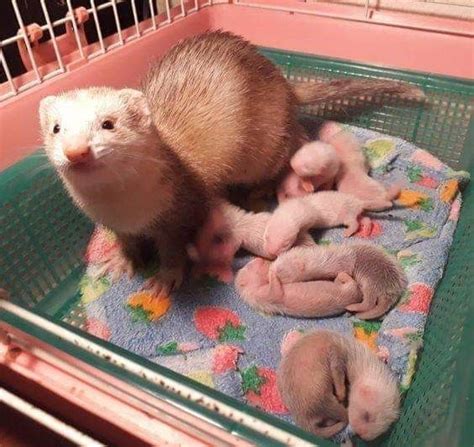 Animal Gallery Of Wholesomeness Awesomeness And Pure Fun Ferrets