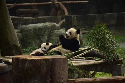 大熊猫高清图片素材