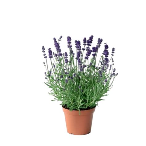 Levendula Hidcote Cs14cm Lavandula Angustifolia Évelő