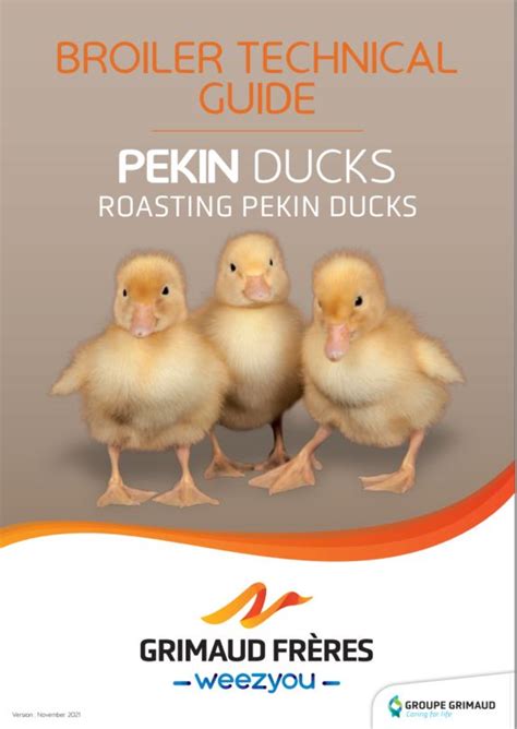 Pekin Duck Cs Roasting Pekin Ducks Weezyou