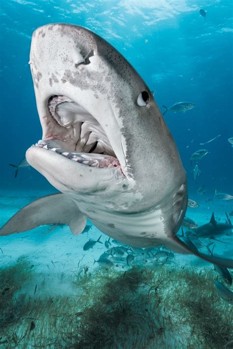 Great White Shark Vs Tiger Shark