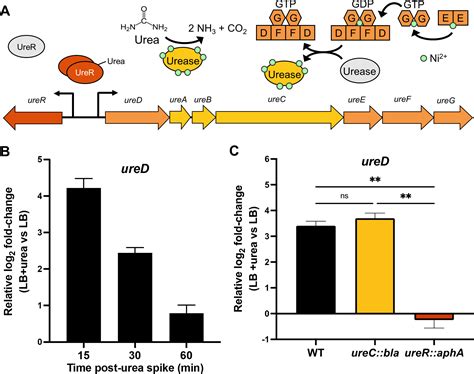 Proteus Mirabilis Urer Coordinates Cellular Functions Required For Urease Activity Journal Of