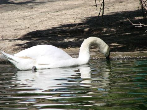 Page 15 Waterbird Images Free Download On Freepik