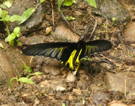 Troides Aeacus Aeacus Butterfly