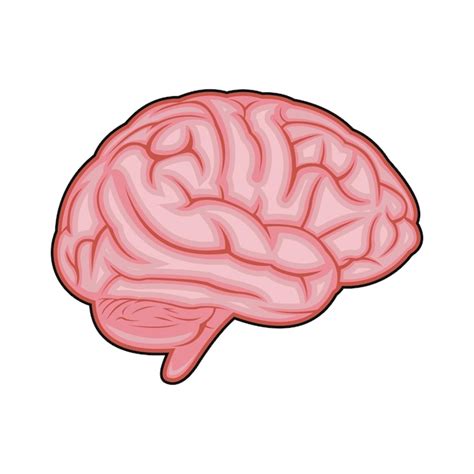 Illustration De Cerveau Vecteur Premium
