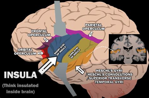 Neuro Science Sharetechnote