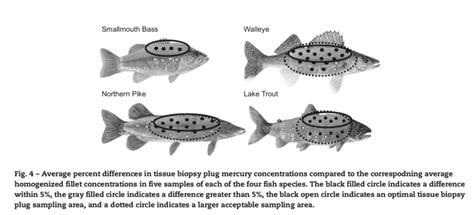 Optimal Biopsy Plug Locations For Four Species Of Freshwater Fish