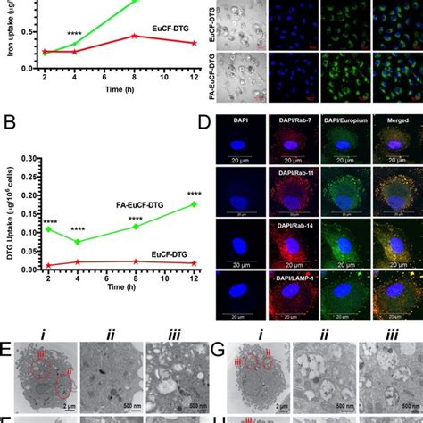 Macrophage Nanoparticle Uptake And Subcellular Distribution Uptake And Download Scientific