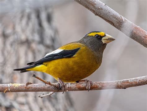 8 Finches In Georgia A Fascinating Local Spotters Guide