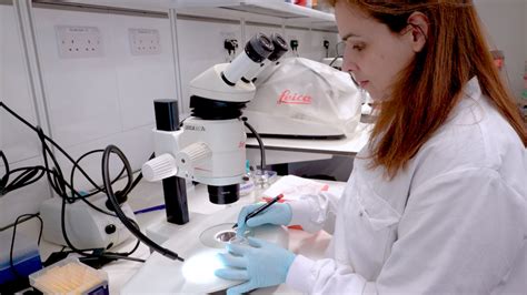 Video Transplantation Of Chemogenetically Engineered Cortical Interneuron Progenitors Into