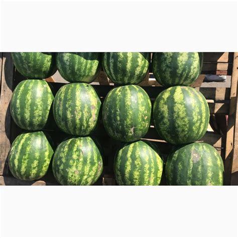 Закупаю Арбузы оптом, Херсонская обл — Agro-Ukraine
