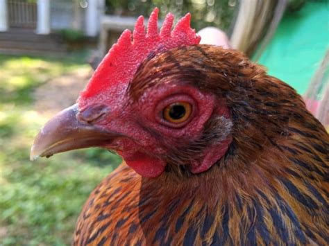 Guide To Chicken Earlobes 2021 What Colors Mean