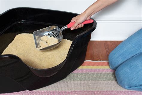 How To Keep Your Cats Litter Box Clean