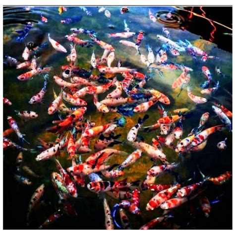 Jual Paket Murah Meriah Dapat 10 Ekor Betina Plakat Len Nemo Multi