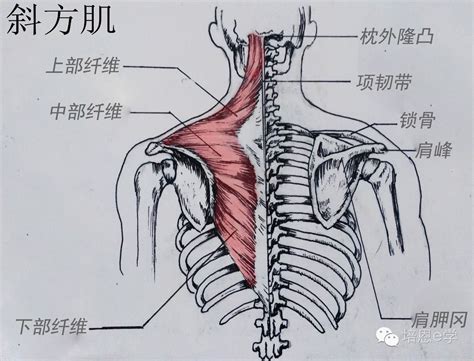 斜方肌之王 斜方肌怎么练 斜方肌菱形肌 第4页 大山谷图库